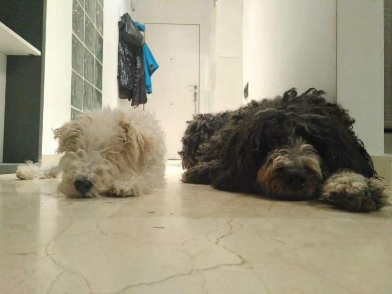 5 cosas que nuestros perros puede sentir antes de que ocurran ...